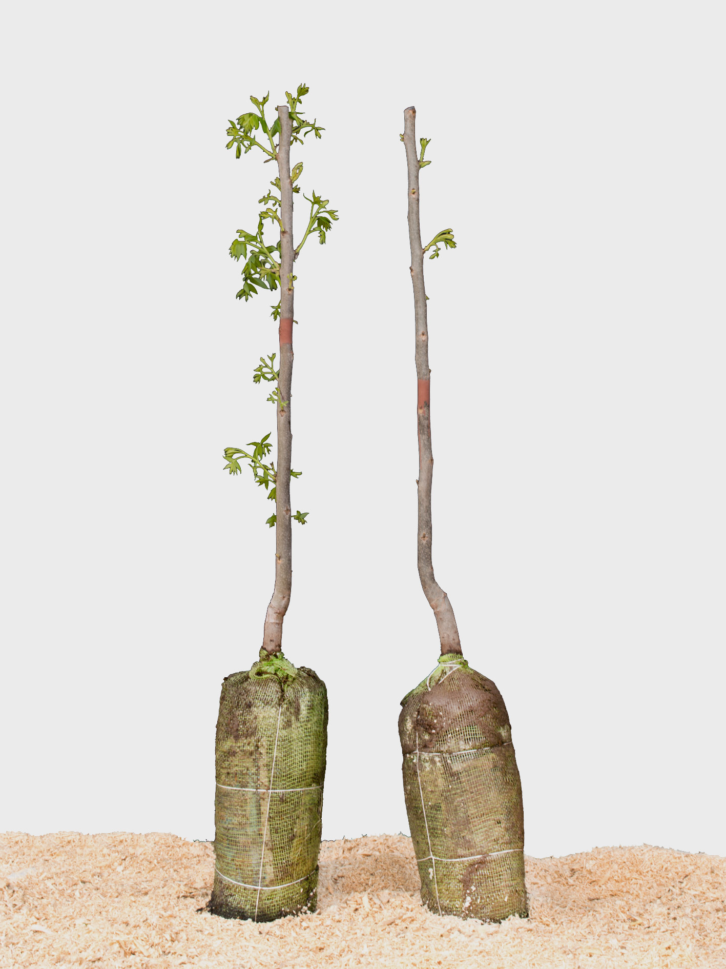 Arbol de Nuez Badour, Productor de Arbol de Nuez Badour, vivero de ...