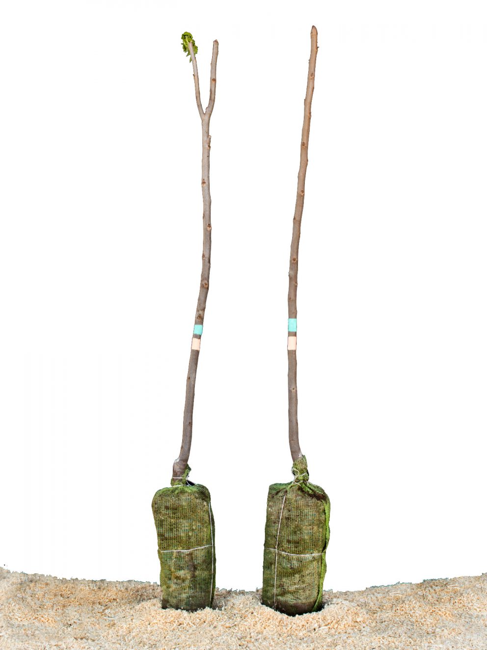 Arbol de Nuez Norteña, Productor de Arbol de Nuez Norteña, vivero de ...