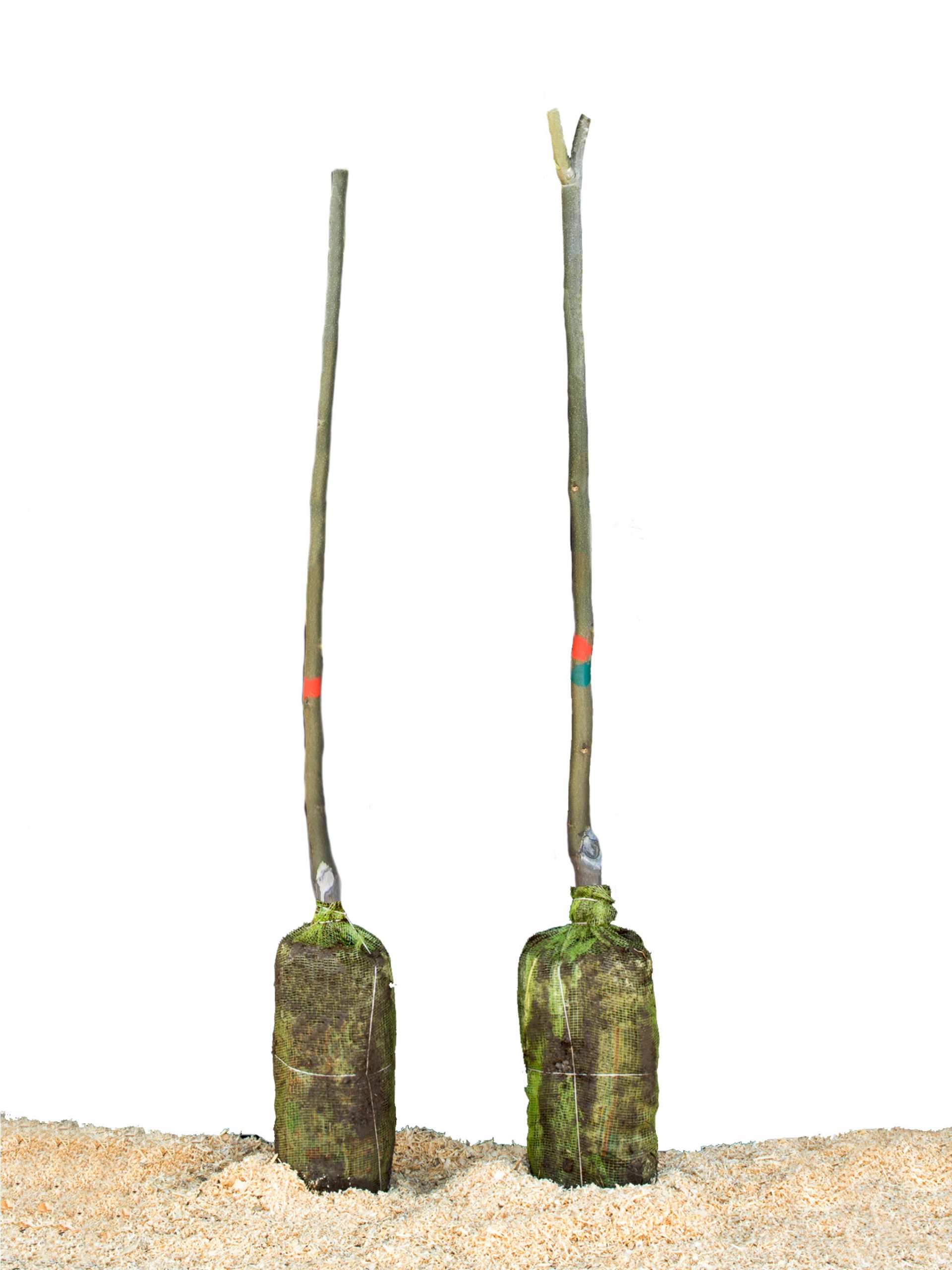 Arbol de Nuez Western, Productor de Arbol de Nuez Western