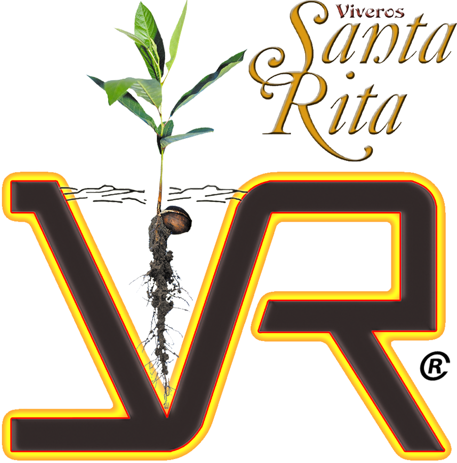 Arbol de Nuez Western, Productor de Arbol de Nuez Western